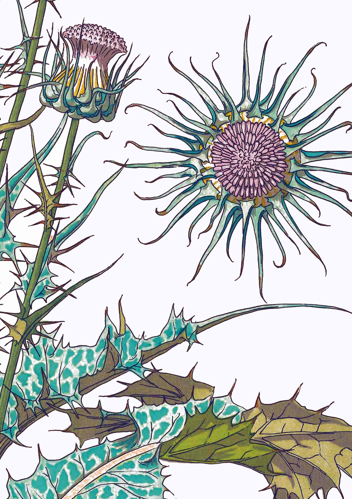 Vintage Botanical Prints Art Deco Canvas Hangings Set of 2 - Etsy