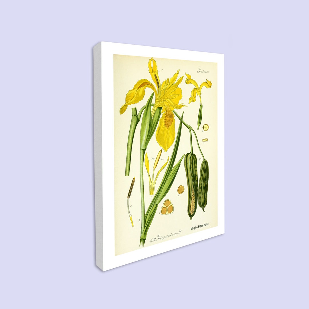 Botanical Canvas Wall Art, Canvas Wall Art for Your Lounge, Vintage ...