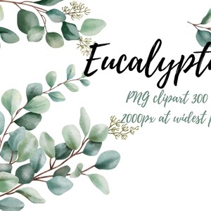 Eucalyptus Watercolor Clipart. Floral Elements, Greenery Clipart ...