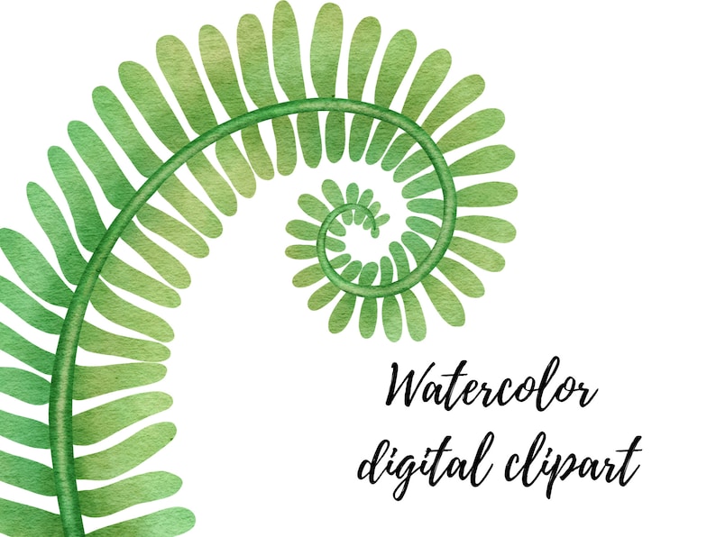 36 Fern Leaves Collection Watercolor Digital Clip Art - Etsy
