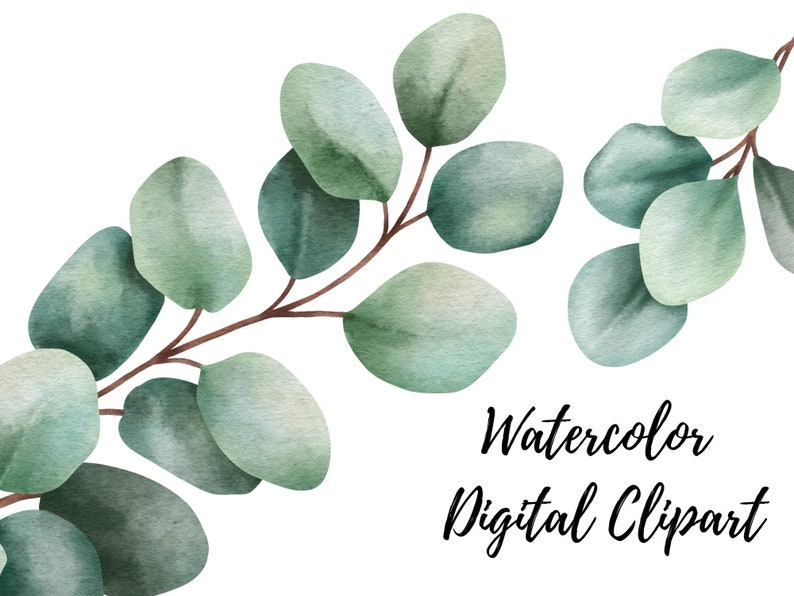 Eucalyptus Watercolor Clipart. Floral Elements Greenery - Etsy