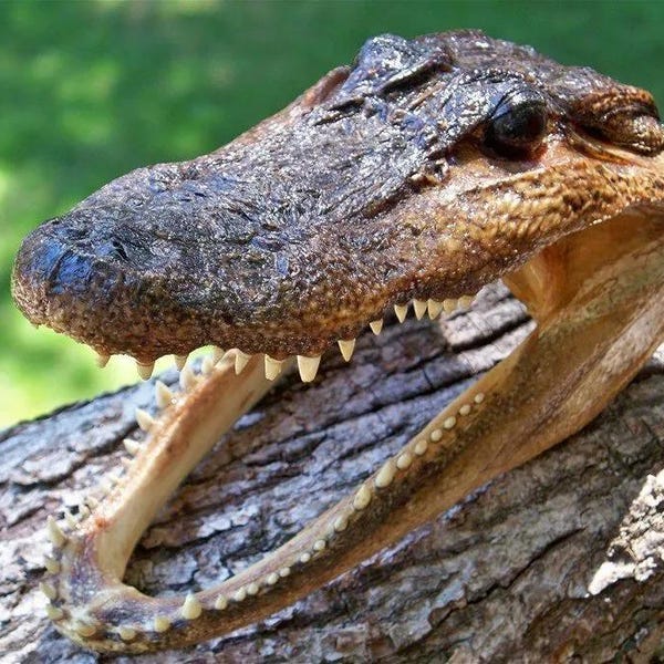 Mounted Alligator Head - Etsy