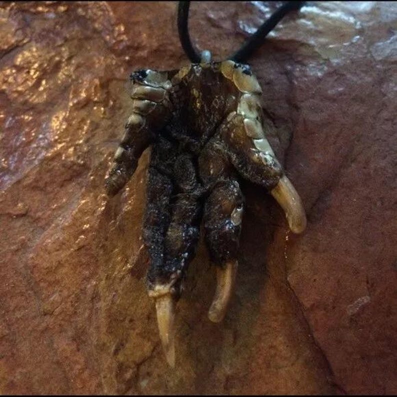 Authentic Gator Paw Necklace Unique Alligator Claw Pendant Wildlife ...