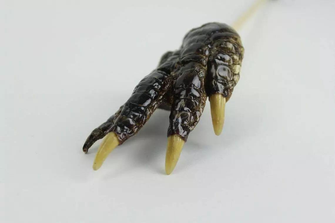 Authentic Real Alligator Paw Back Scratcher - Unique Handcrafted ...