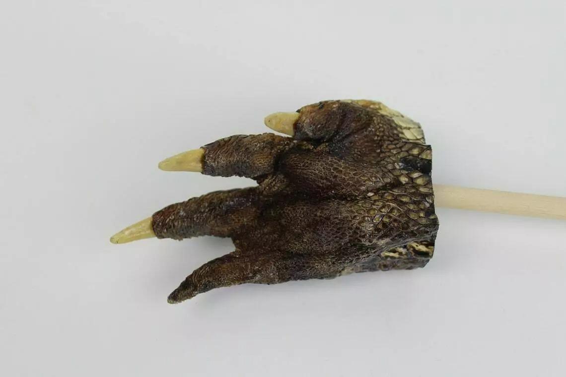 Authentic Real Alligator Paw Back Scratcher Unique Handcrafted Reptile ...