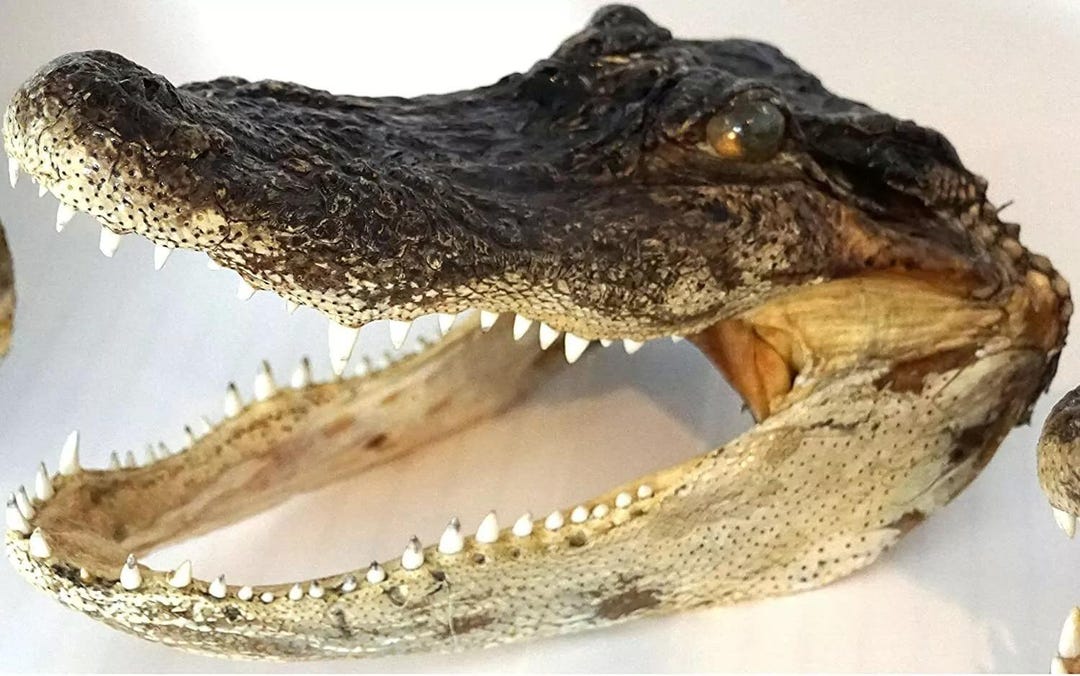 Authentic 9 Inch Taxidermy Alligator Head - Real Gator Skull Display ...