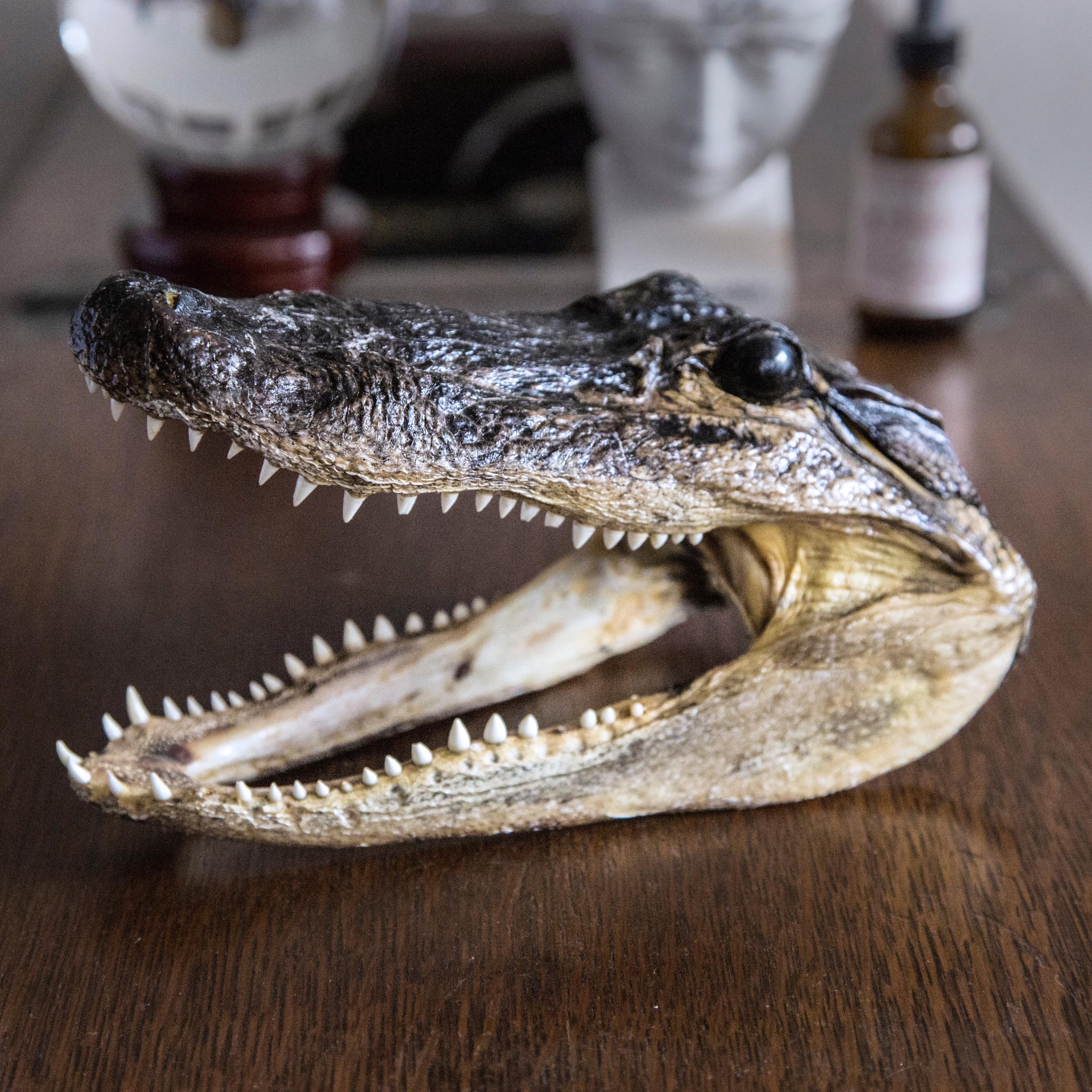 7-inch Real Alligator Taxidermy Head Authentic Gator Skull Unique ...