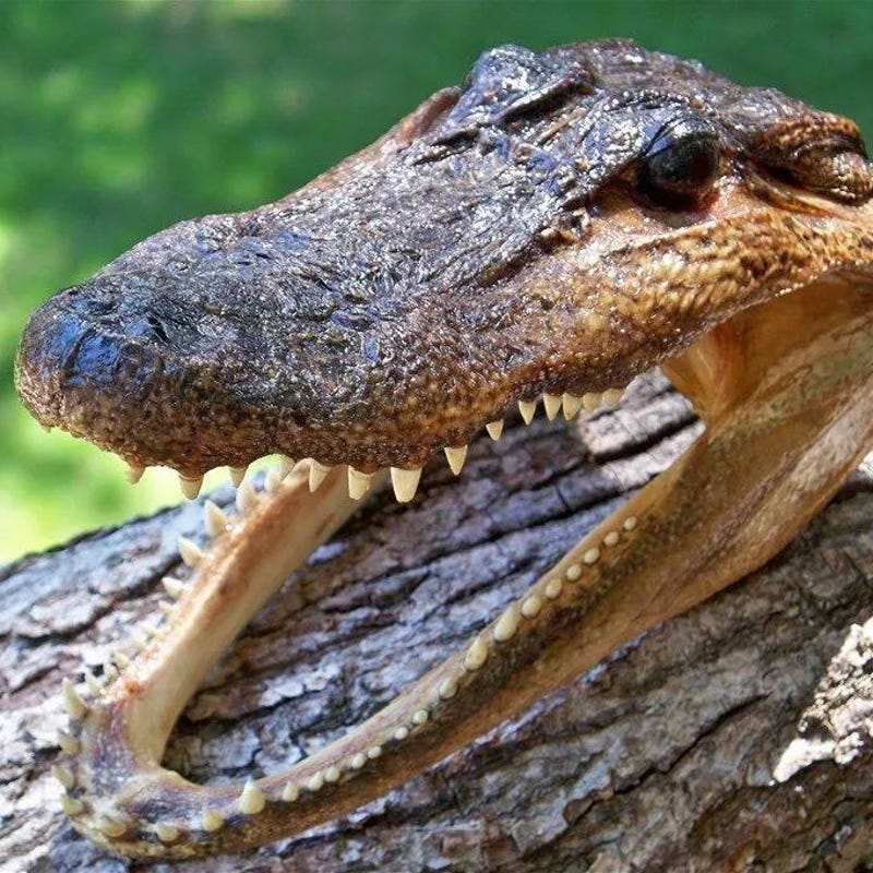 Alligator Heads - Etsy