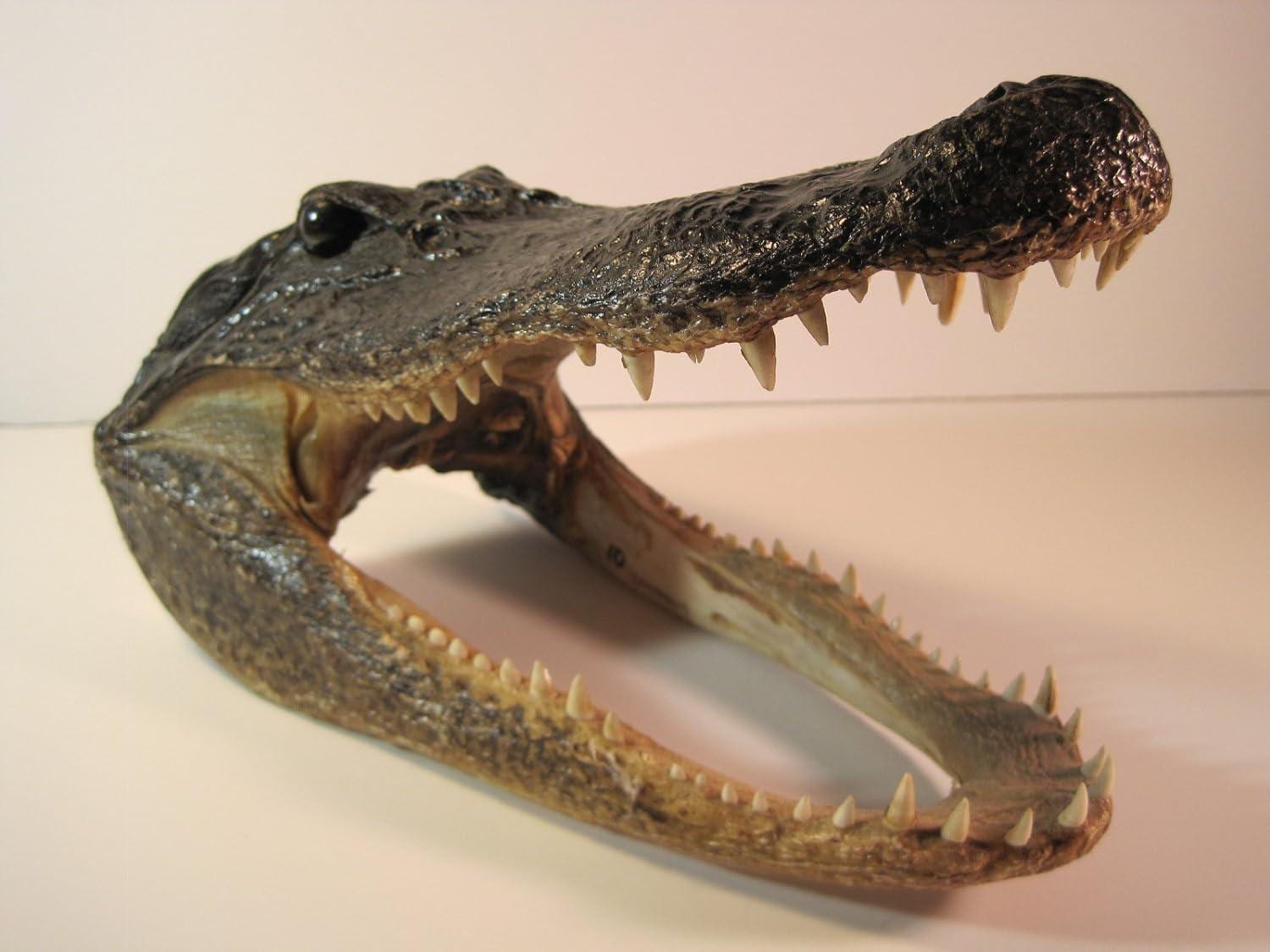 Real 10 Inch Alligator Taxidermy Head Authentic Gator Skull, Unique ...
