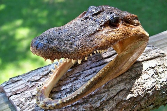 Real Preserved Alligator Head From 4-foot Gator Taxidermy Real ...