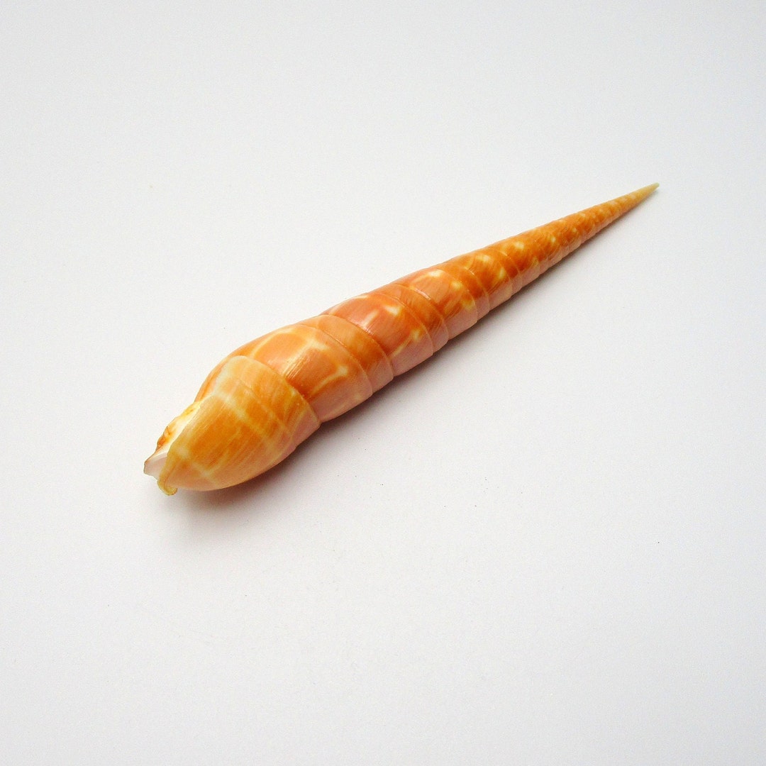 Seashell - Terebra Dimidiata - Dandtbarnfinds - Etsy