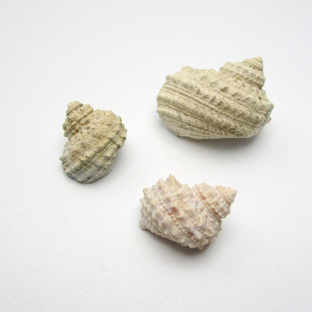 Seashell - Turban Shells Set of 3 - Dandtbarnfinds - Etsy