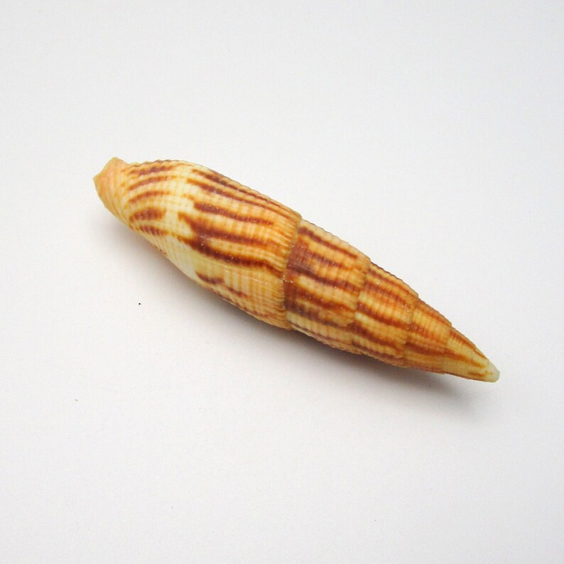 Seashell - Mitra Incompta - Dandtbarnfinds - Etsy
