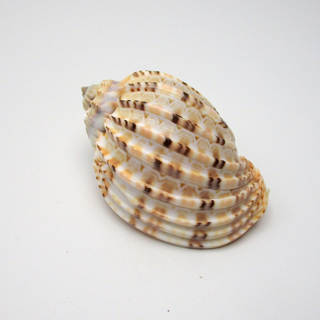 Seashell - Harpa Major - Dandtbarnfinds - Etsy