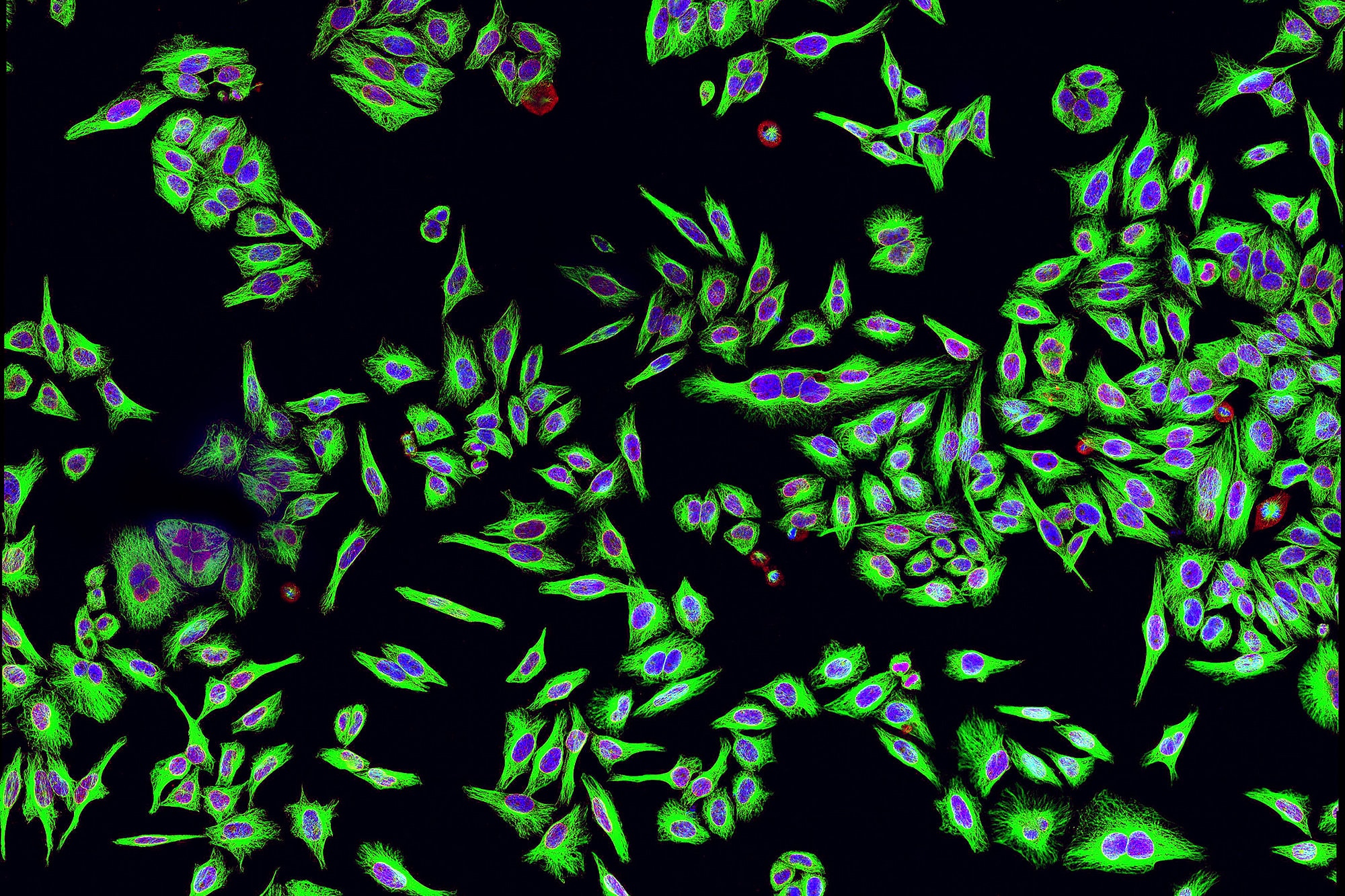 Brain Cell Wrapping Paper - Etsy