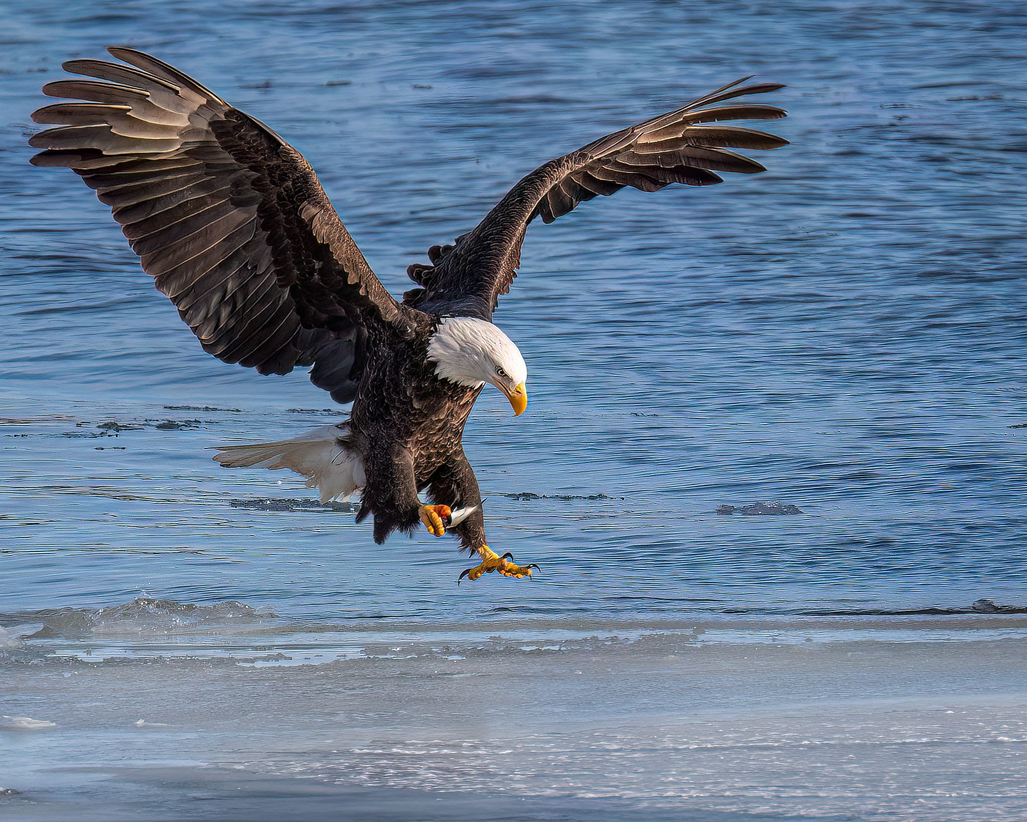 Bald Eagle Coming in for a Landing With Fish in It's Talons - Etsy