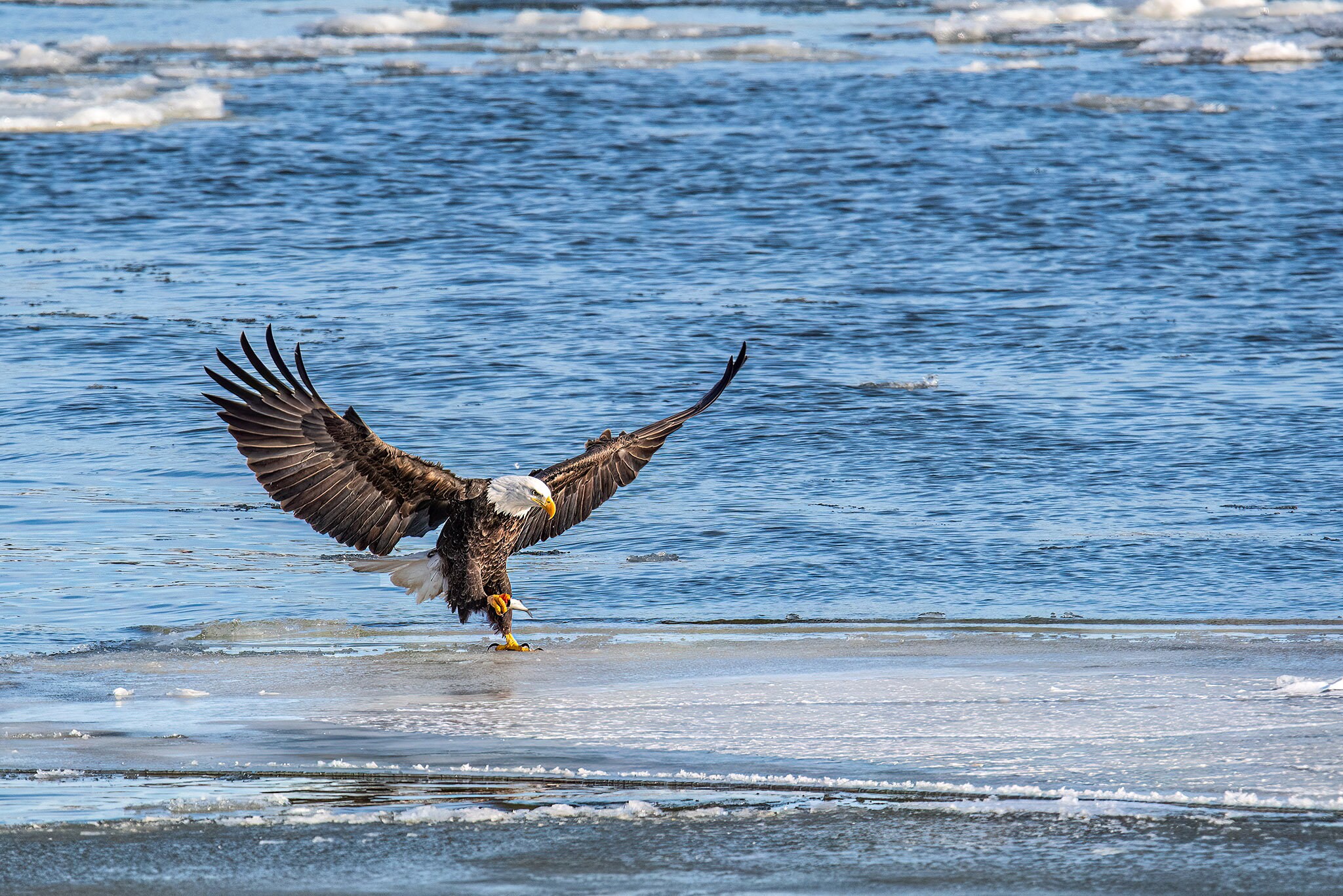 Bald Eagle Landing - Etsy
