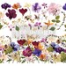 Pressed Flowers - Furniture Transfer, Redesign With Prima Decor ...