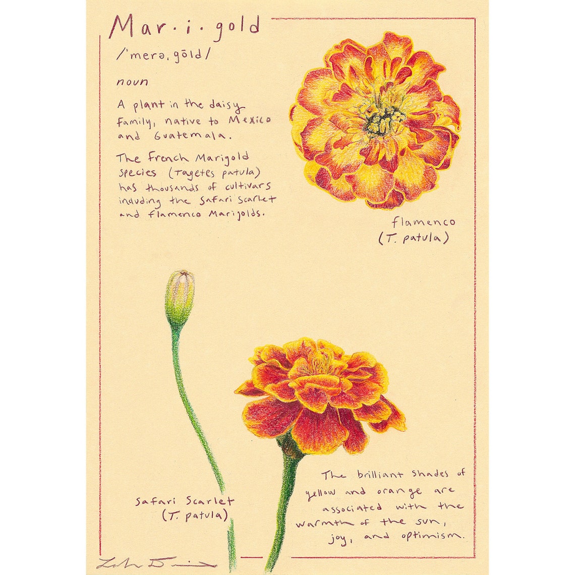 Marigold Botanical Poster Original artwork colored pencil | Etsy