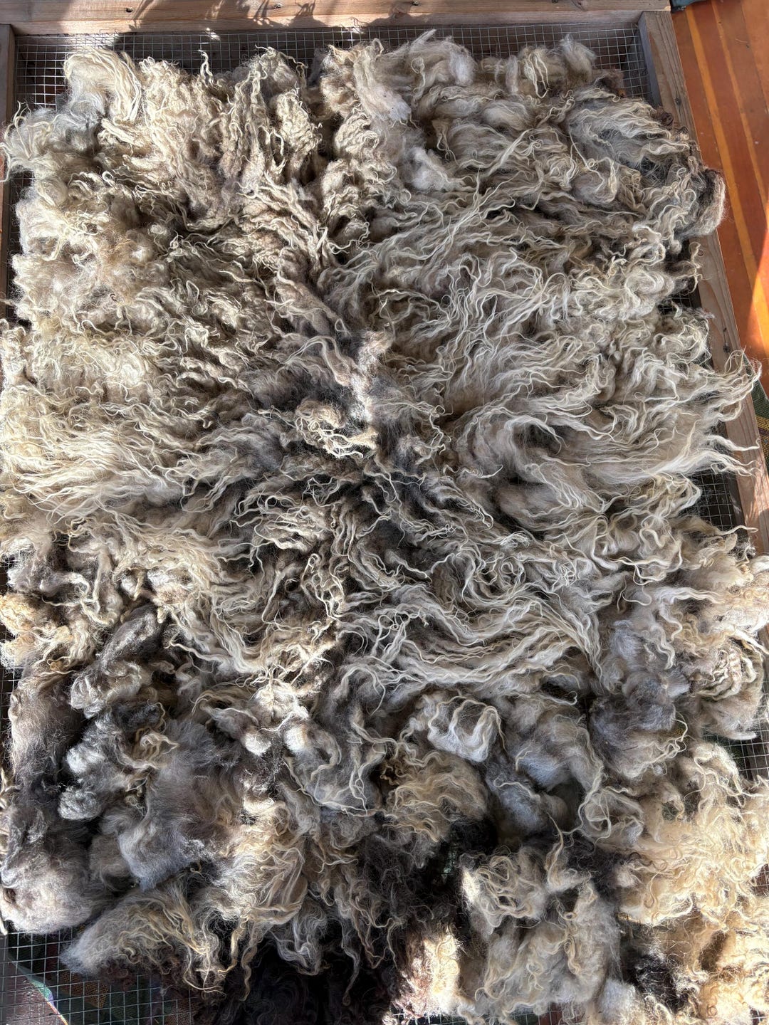 Icelandic Lamb Raw Wool Fleece (fall Shearing) - Etsy