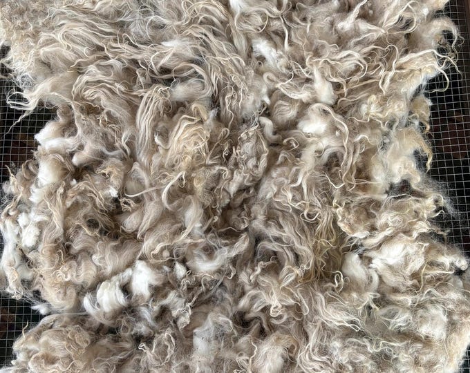 Icelandic Lamb Raw Wool Fleece (fall Shearing) - Etsy