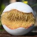 55mm+ Yellow Needle Ironstone Ball,open Mouth Magnesite Goethite ...