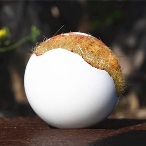 55mm+ Yellow Needle Ironstone Ball,open Mouth Magnesite Goethite ...