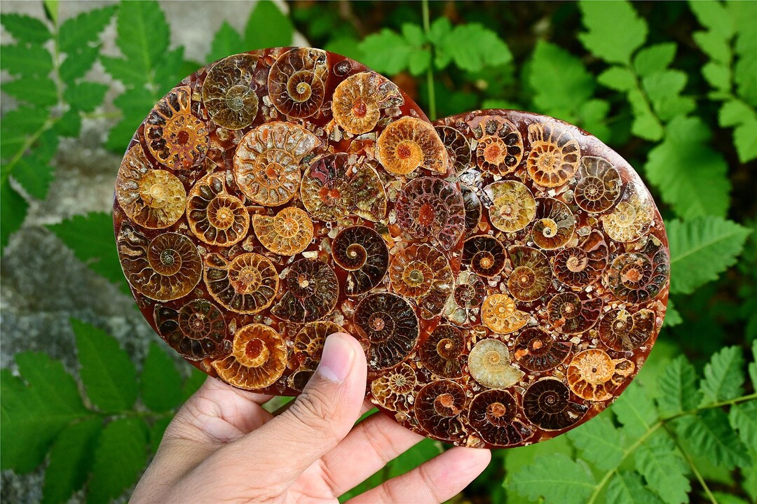 Natural Ammonite Fossil Plate: Home Decor With Free Stand - Etsy