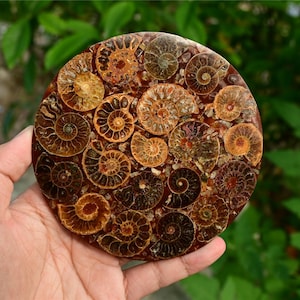 100G+ Natural Ammonite Fossil Shell Plate Disk +free Stand，conch，home Decor，ornaments，spiral ...