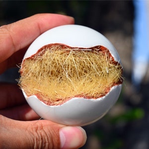 55mm+ Yellow Needle Ironstone Ball,open Mouth Magnesite Goethite ...