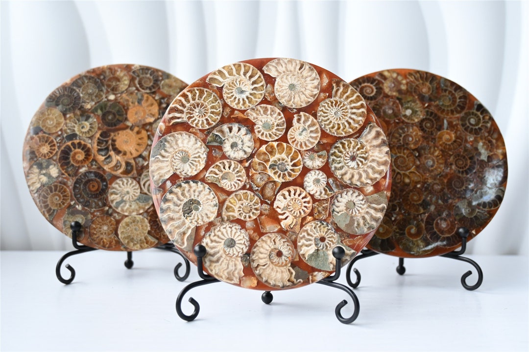11CM Natural Ammonite Fossil Shell Plate Disk Conch Collection Home ...