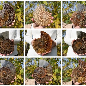 1PC Natural Ammonite Nautilus Fossil，crystal Decor，fossil Specimens ...