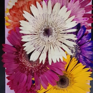 Pressed Flower for Frame, Large Size Pressed Flower Gerbera Floral Art ...