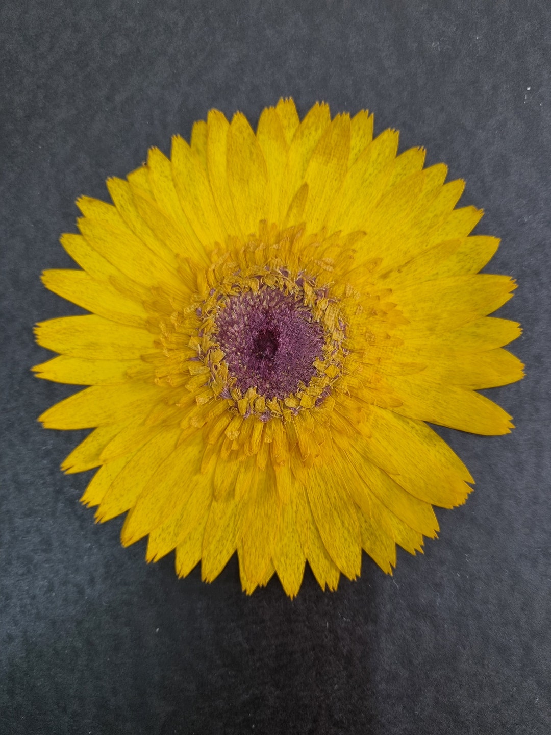 Pressed Flower for Frame, Large Size Pressed Flower Gerbera Floral Art ...