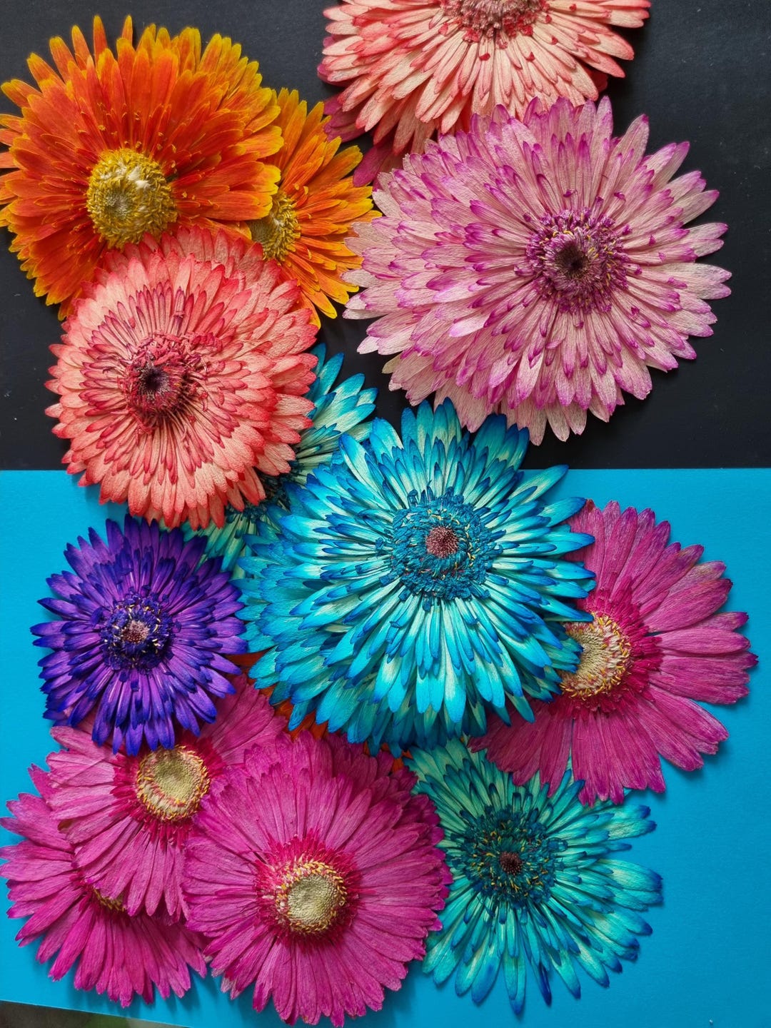 Pressed Flower for Frame, Colorfull Large Size Pressed Flower Gerbera ...