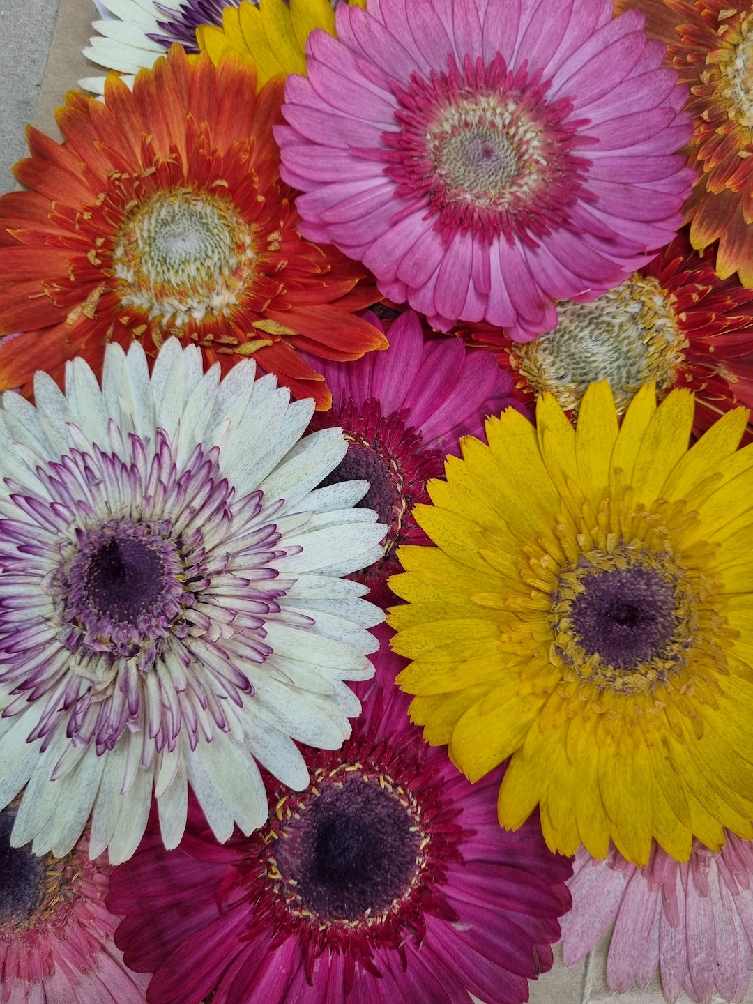 Pressed Flower for Frame, Large Size Pressed Flower Gerbera Floral Art ...