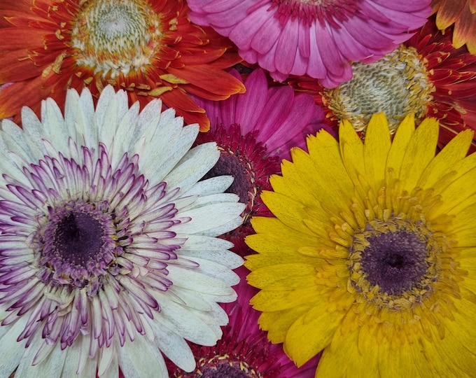 Pressed Flower for Frame, Large Size Pressed Flower Gerbera Floral Art ...