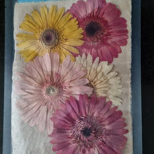 Pressed Flower for Frame, Large Size Pressed Flower Gerbera Floral Art ...