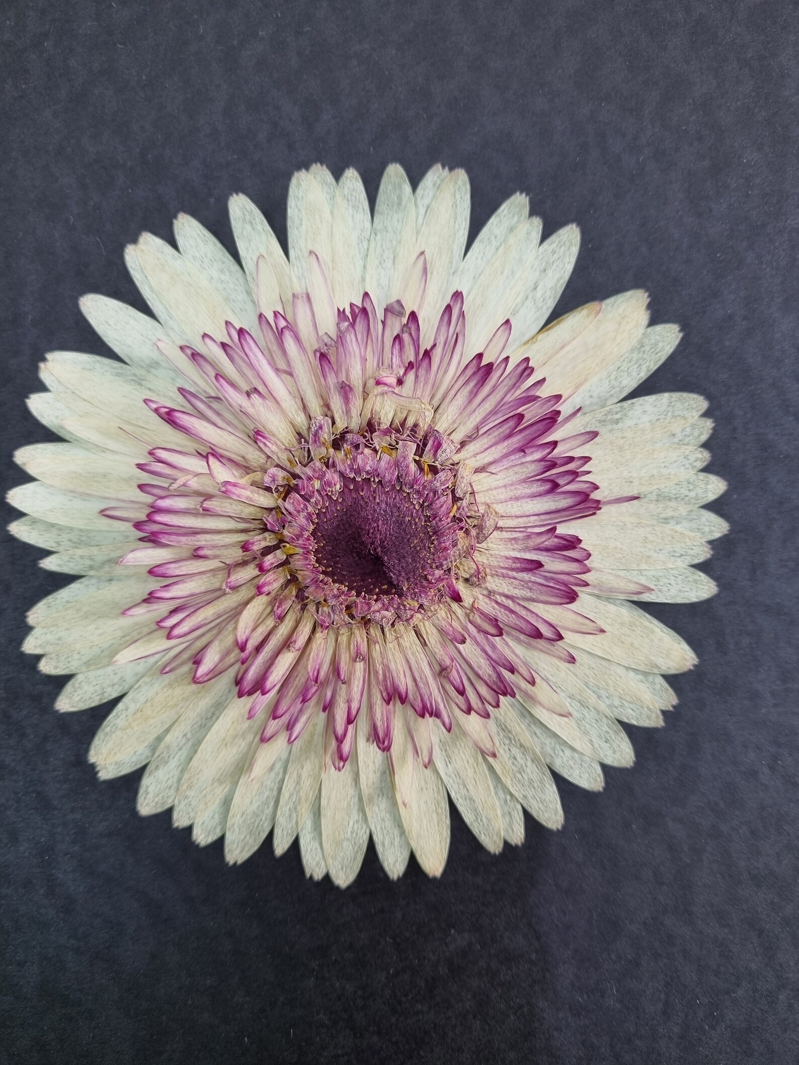 Pressed Flower for Frame, Large Size Pressed Flower Gerbera Floral Art ...