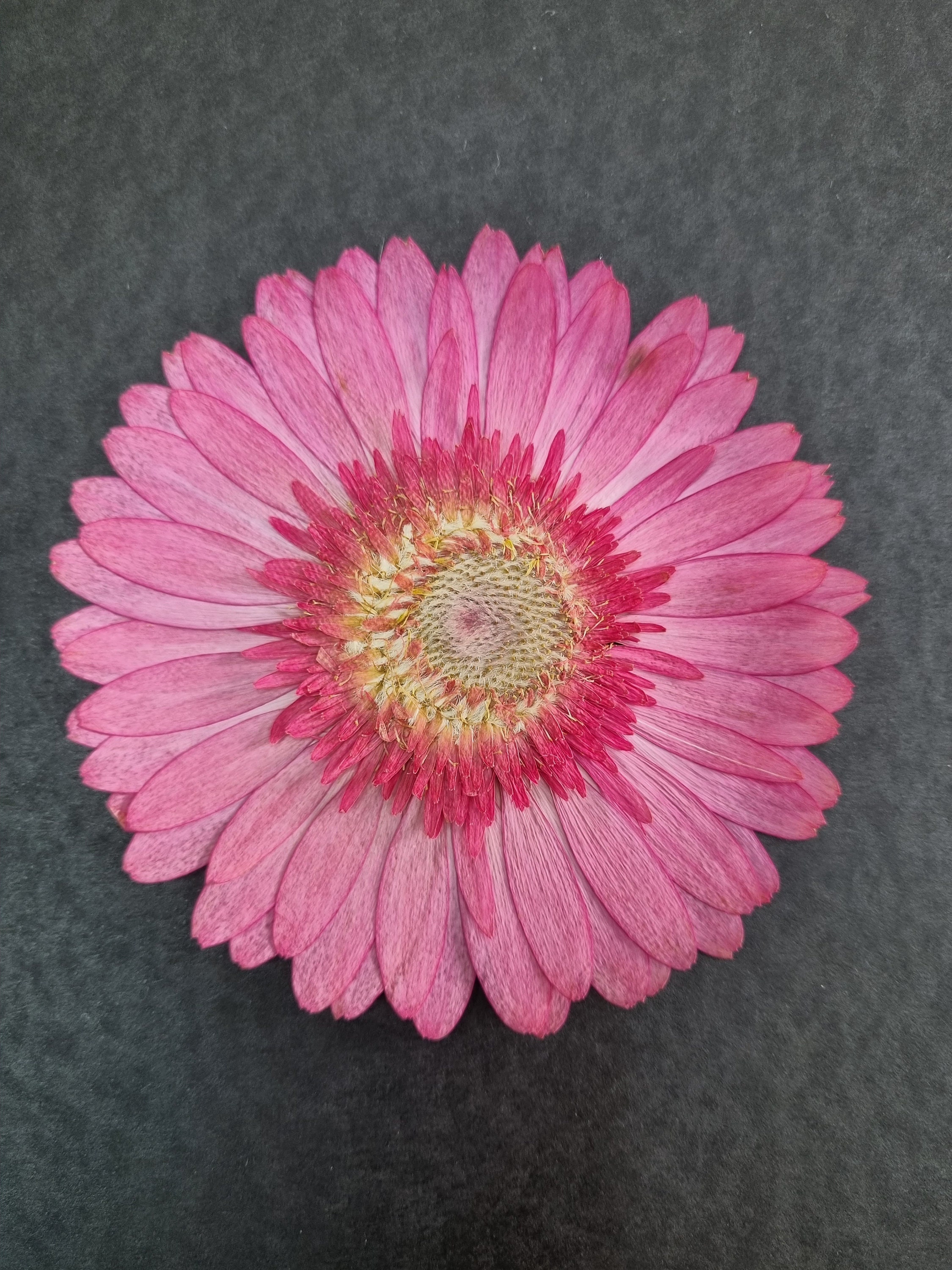 Pressed Flower for Frame, Large Size Pressed Flower Gerbera Floral Art ...