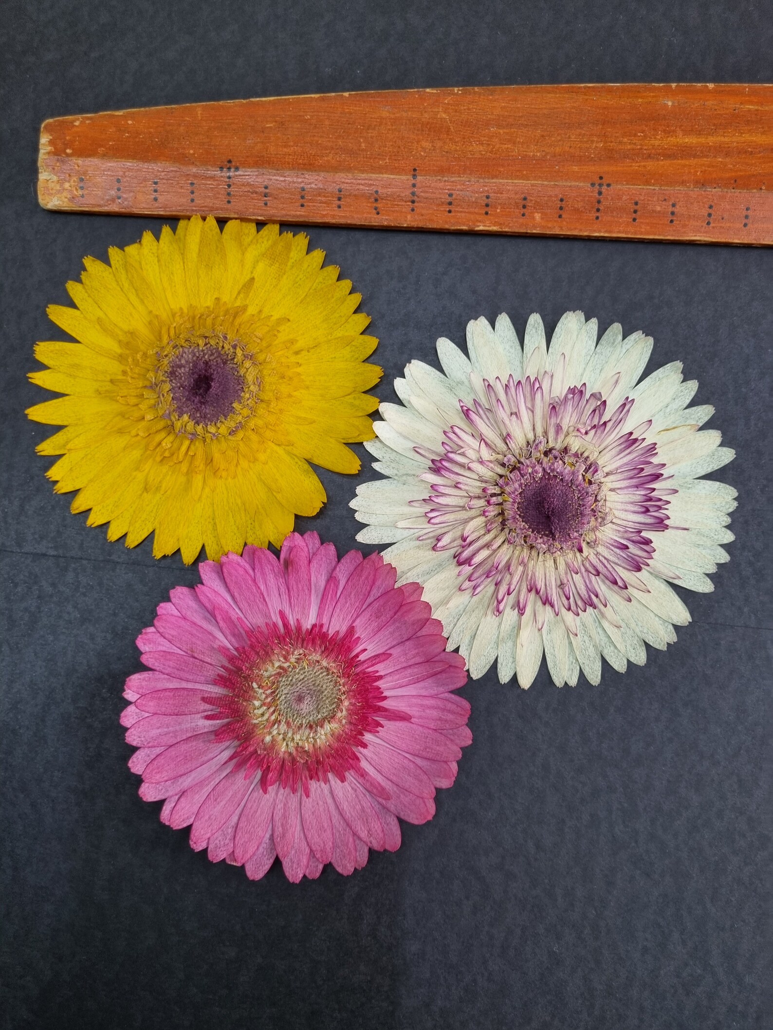 Pressed Flower for Frame, Large Size Pressed Flower Gerbera Floral Art ...