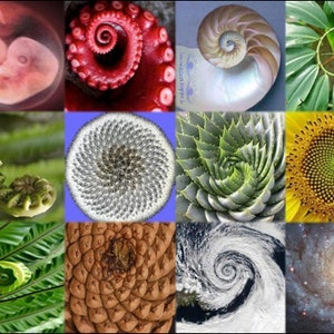 Fibonacci Cribbage Board Gift Custom Cribbage Wooden Cribbage ...