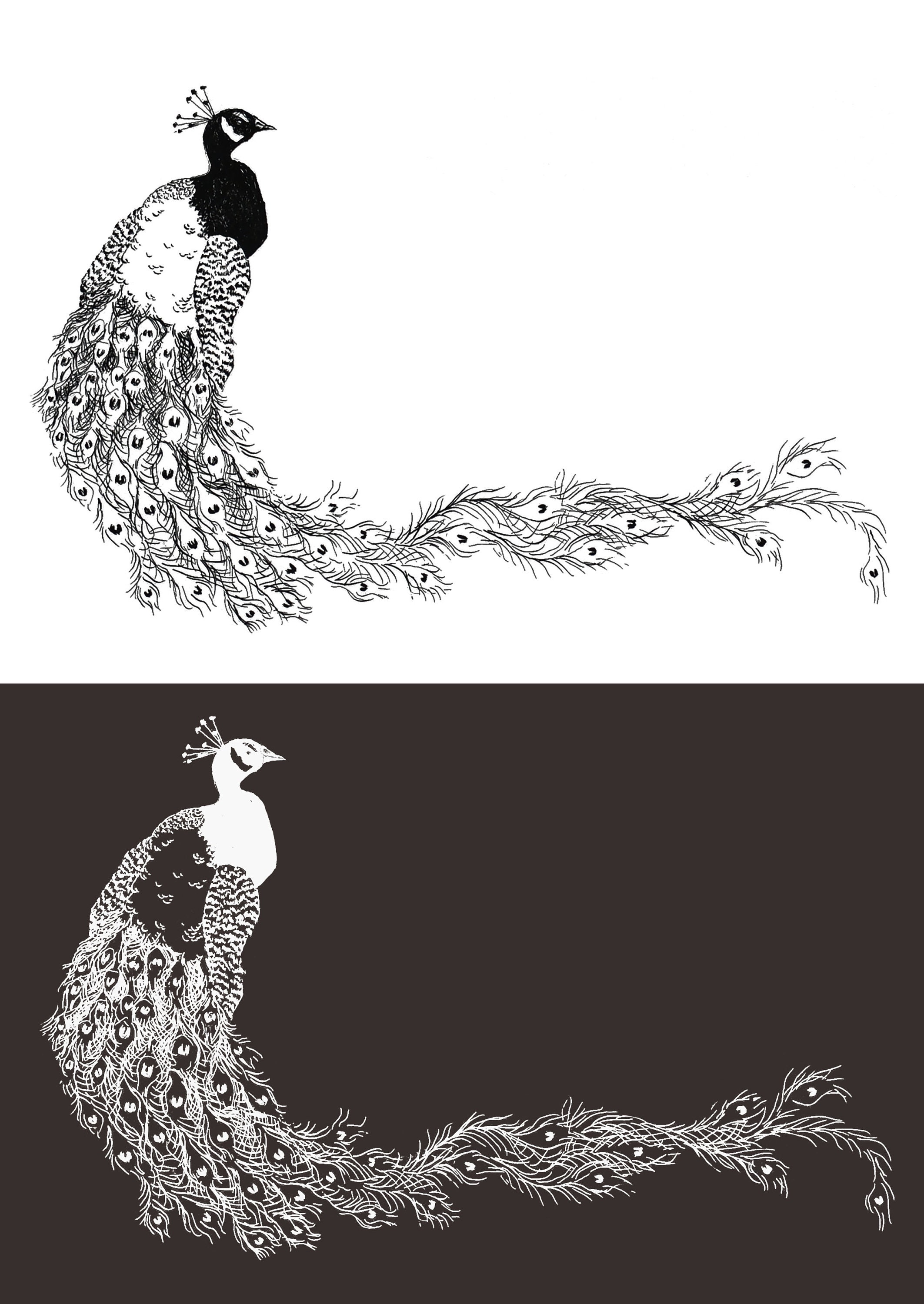 Peacock Clipart, Pen and Ink Peacock Drawing Download - Etsy