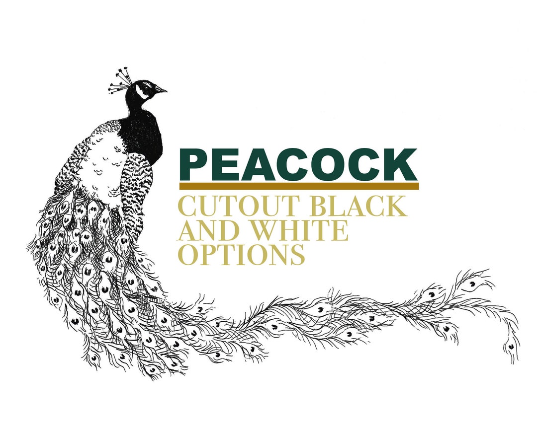 Peacock Clipart, Pen and Ink Peacock Drawing Download - Etsy