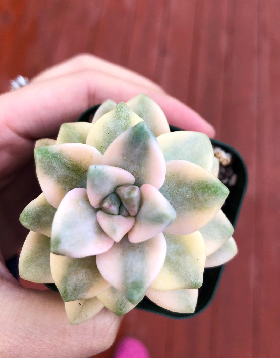 Graptoveria Titubans - Etsy