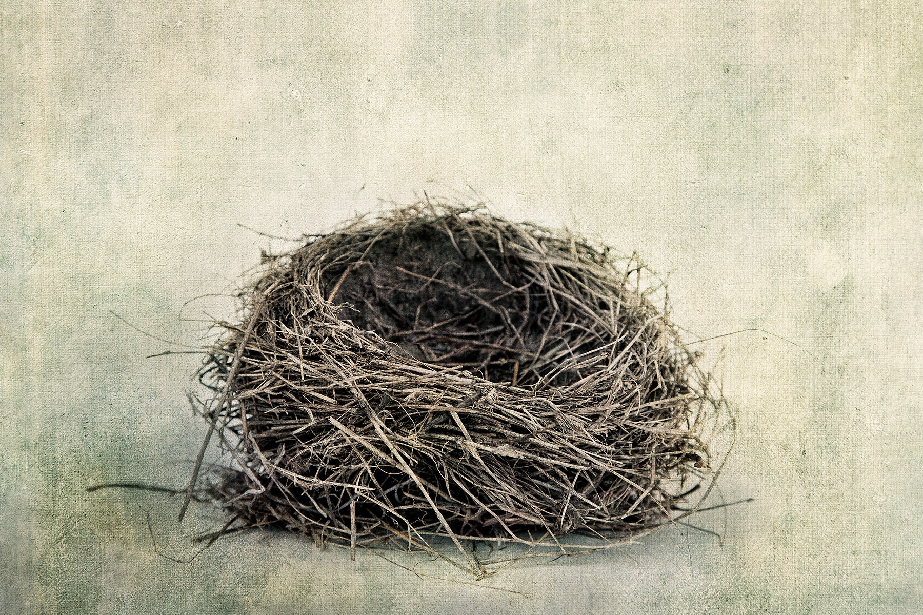 Bird Nest Fine Art Print: Detailed Close up Photo, Nature Art - Etsy