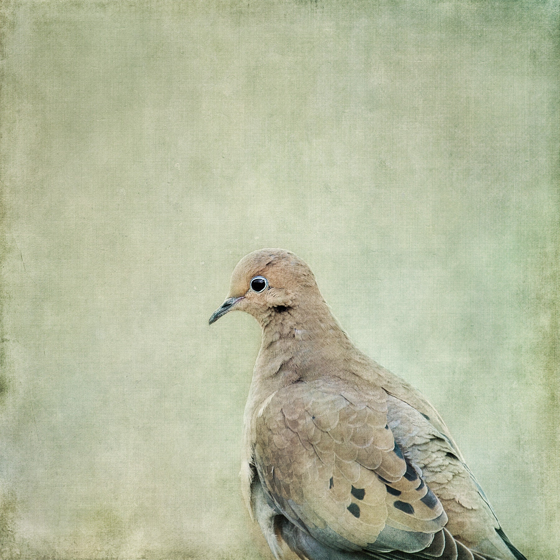 Dove Art Print on Canvas bird print. Mourning dove on a plain | Etsy