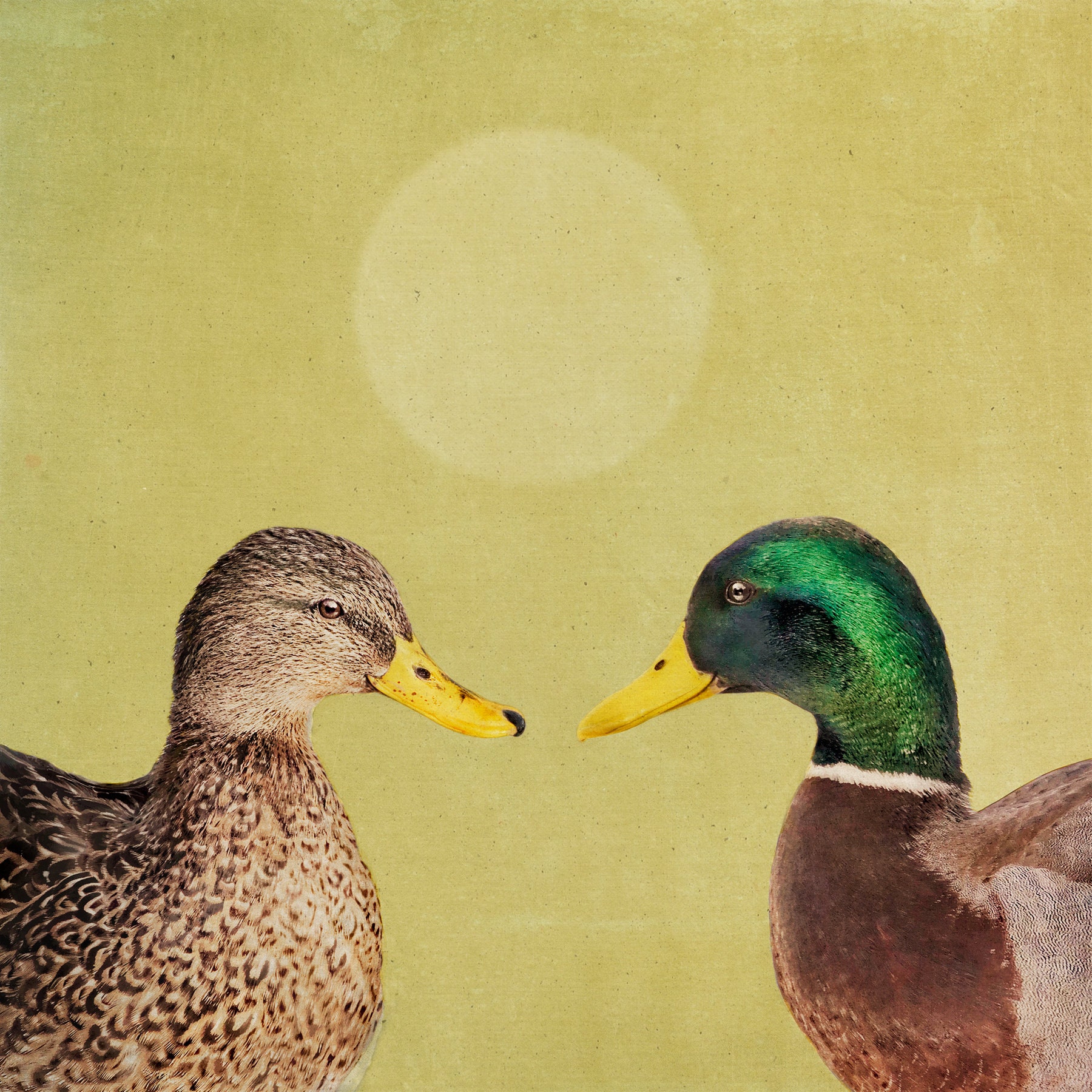 Two Ducks Print or Canvas, Mallard Duck Print. Male and Female Duck on ...