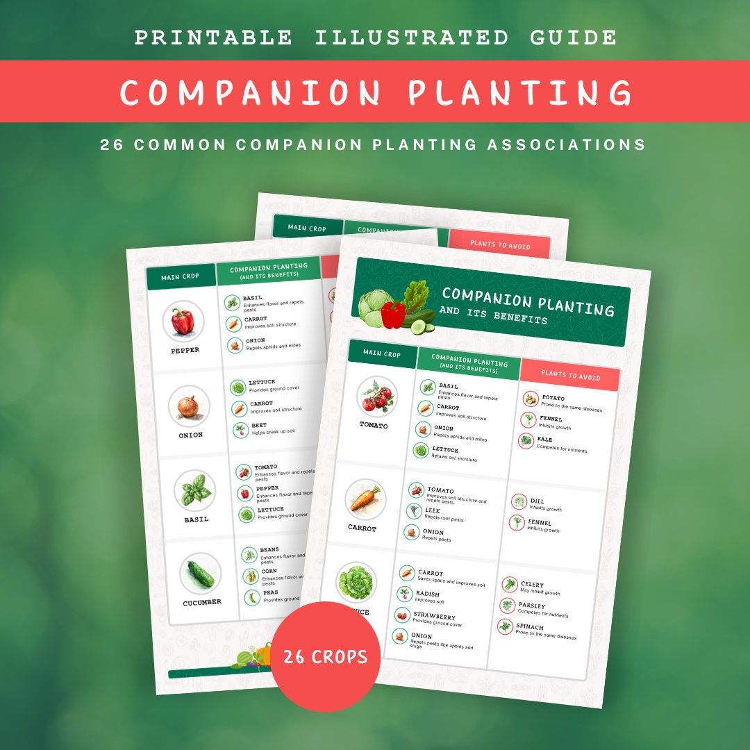 Illustrated Companion Planting Guide: Optimize Your Garden With 26 ...