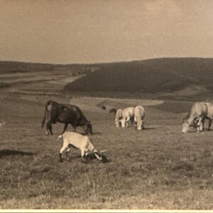 WW2 - Images From the War - Farming - 27 Photos (PH 401) - Etsy